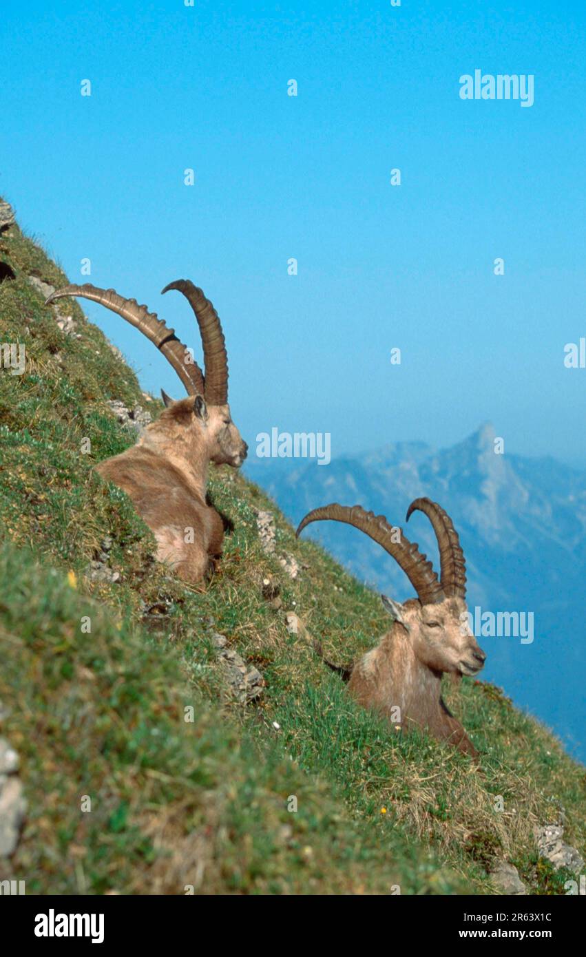 Alpine ibex (Carpa ibex), ibexes, Bernese Oberland () (alps) (Europe ...