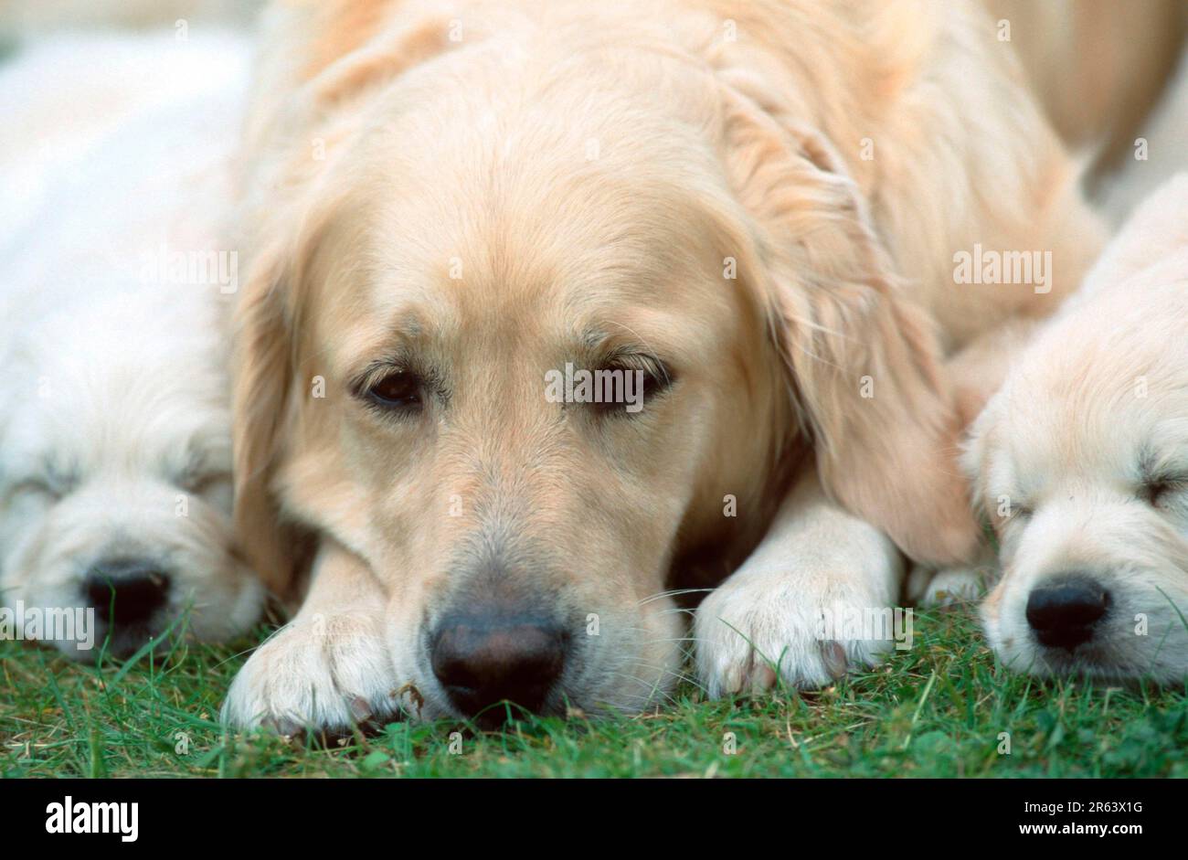 Golden Retriever and puppies, 7 weeks Stock Photo - Alamy