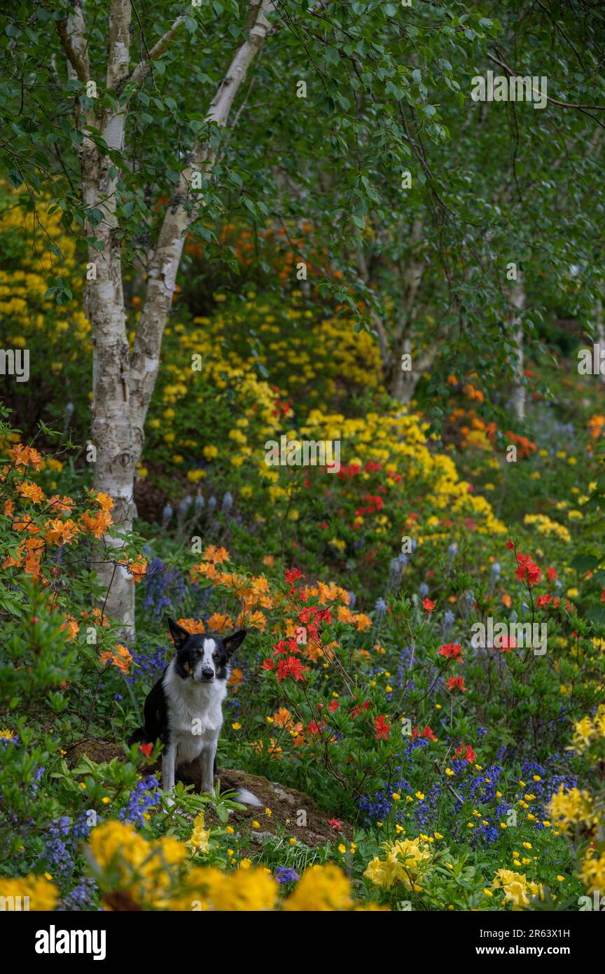 Burncastle hi-res stock photography and images - Alamy