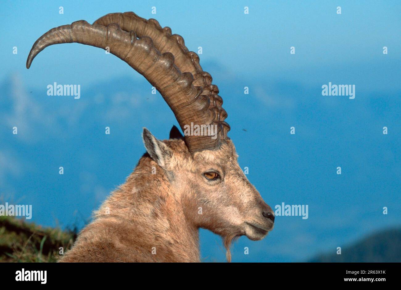 Alpine Ibex (Carpa ibex), Bernese Oberland () (alps) (Europe ...