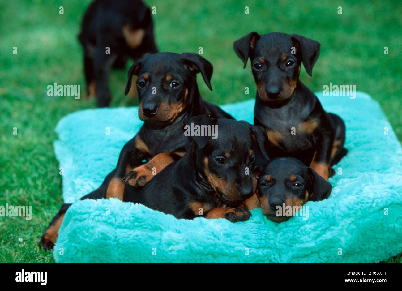 Manchester Terrier, puppies, 6 weeks old, Manchester Terrier, puppies ...