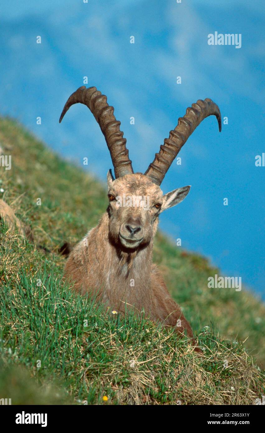 Alpine Ibex (Carpa ibex), Bernese Oberland () (alps) (Europe ...