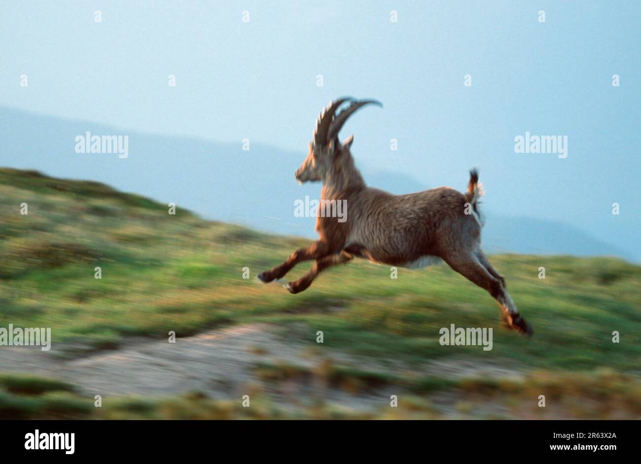 Himalayan Ibex Jumping