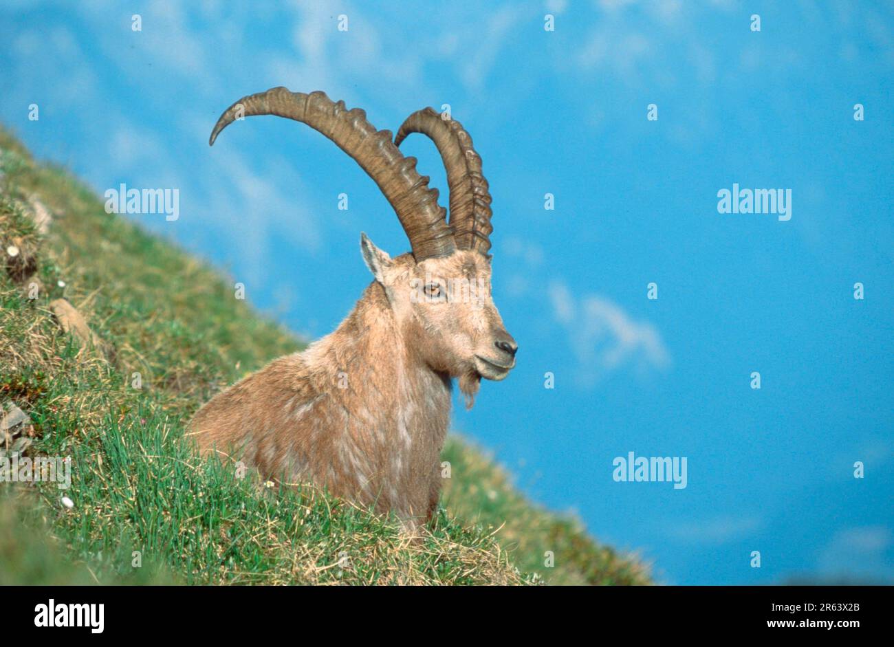 Alpine Ibex (Carpa ibex), Bernese Oberland () (alps) (Europe ...