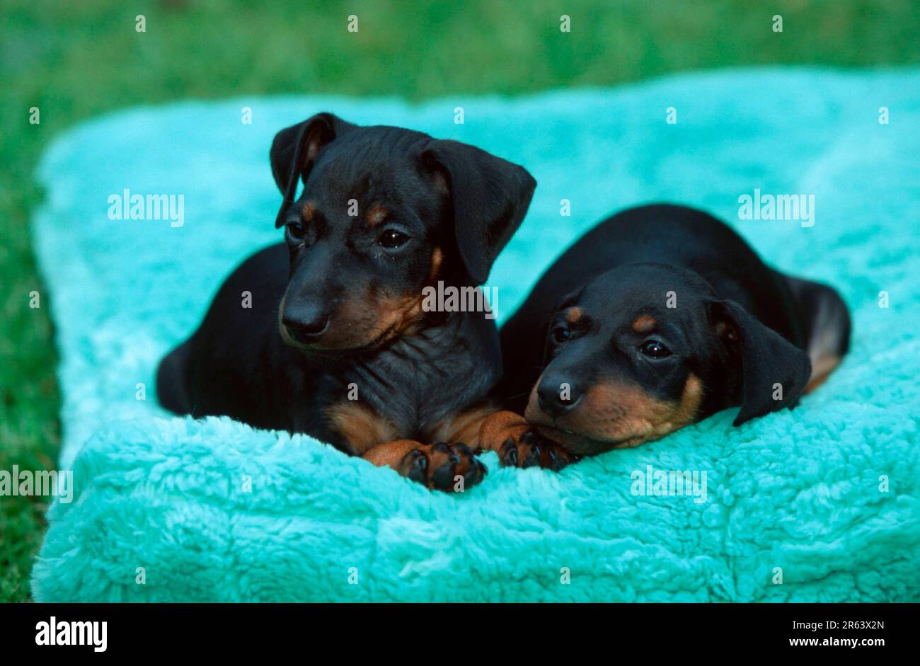 Manchester Terrier, puppies, 6 weeks old, Manchester Terrier, puppies ...