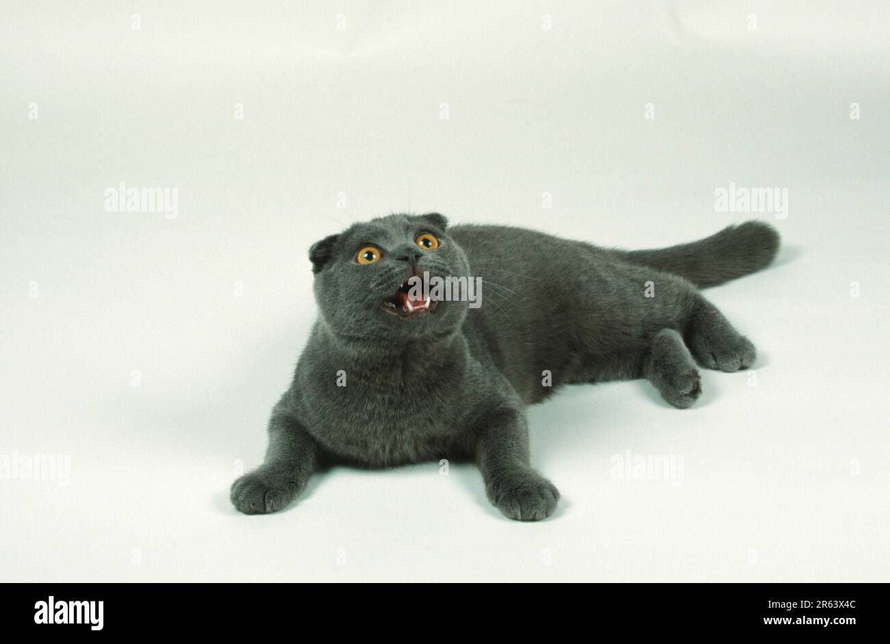Scottish fold, blue Stock Photo - Alamy
