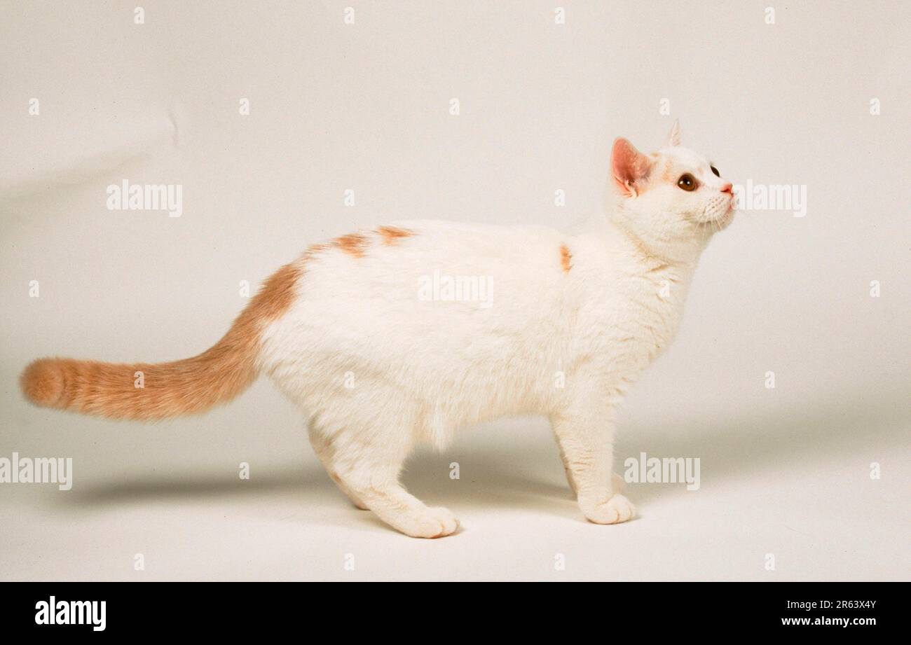 British Shorthair Cat, cream-white Harlequin Stock Photo - Alamy