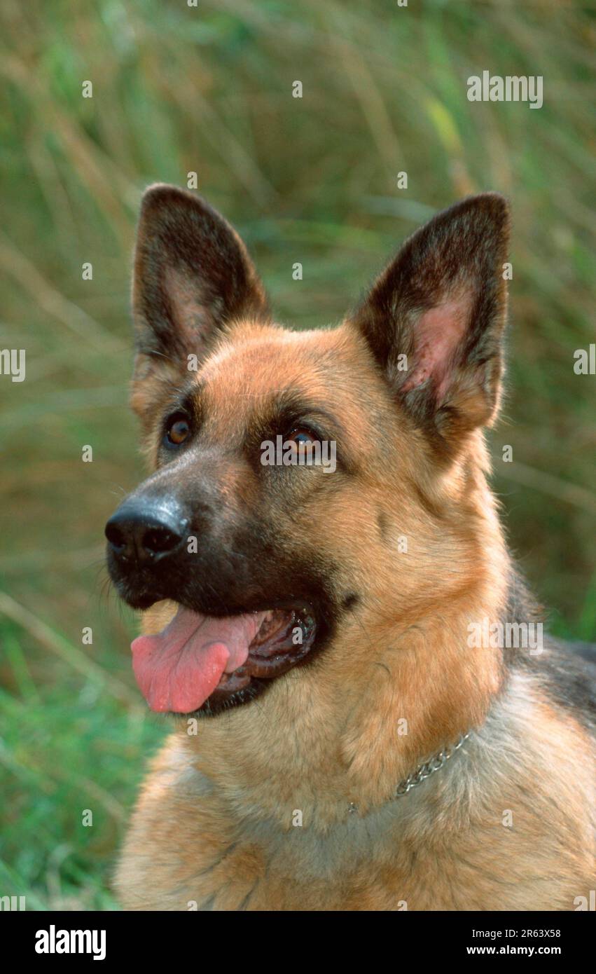German Shepherd, German Shepherd, outdoor, outdoor Stock Photo - Alamy