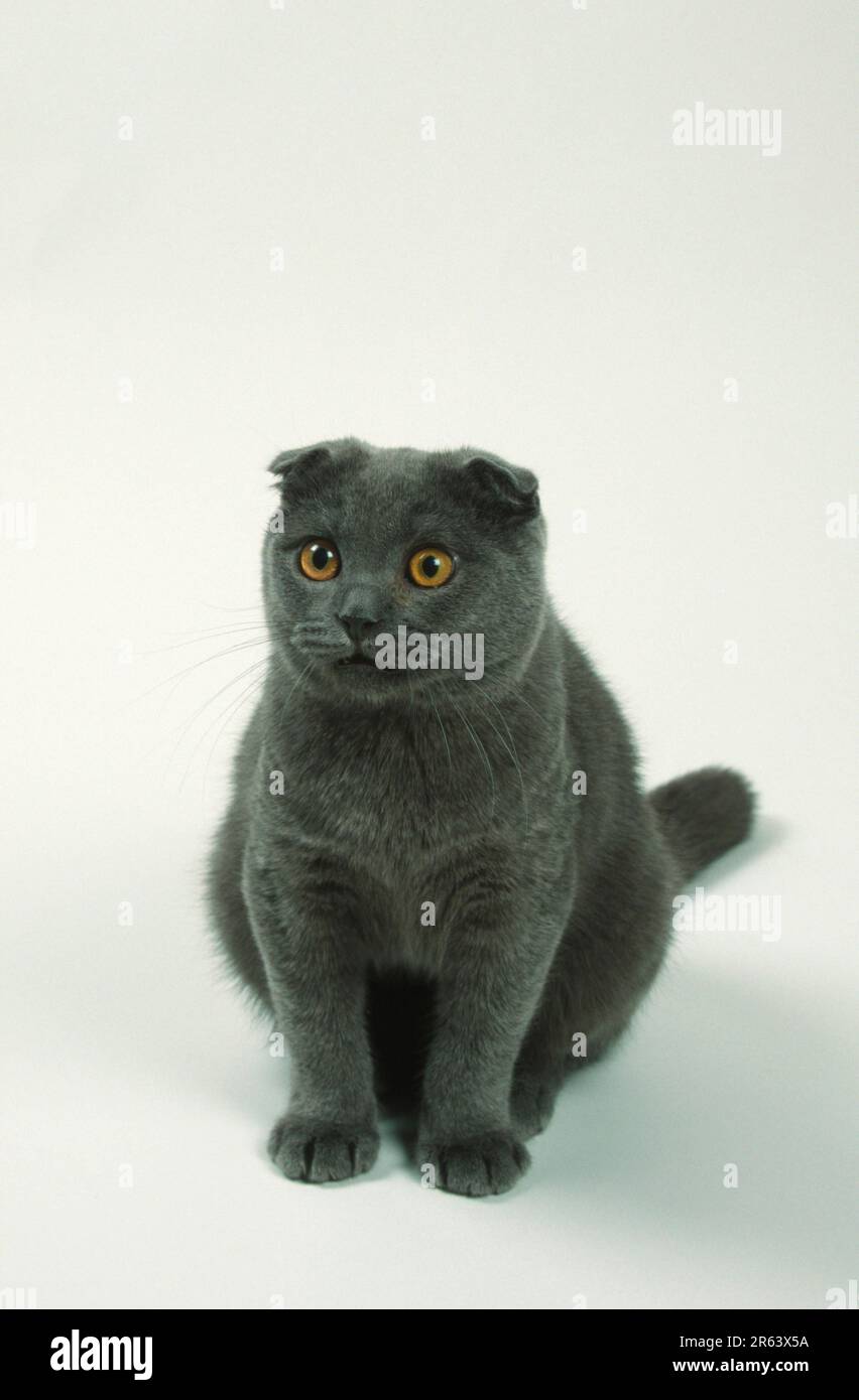 Scottish fold, blue Stock Photo - Alamy