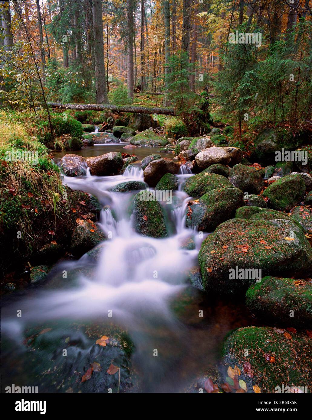 Forest stream, Bavarian Forest National Park, Germany, Schwarzbach ...