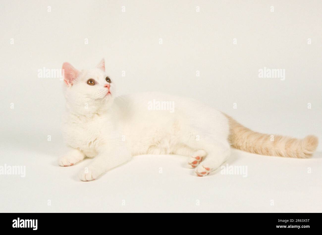 British Shorthair Cat, cream/white Harlequin, British Shorthair Cat ...