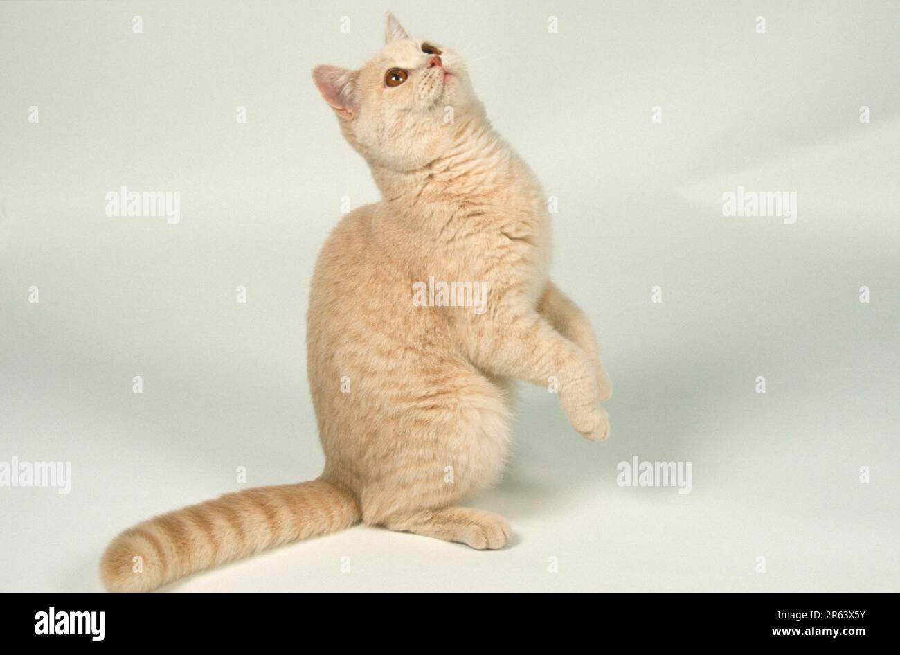 British Shorthair Cat, cream, British Shorthair Cat, cream (mammals ...