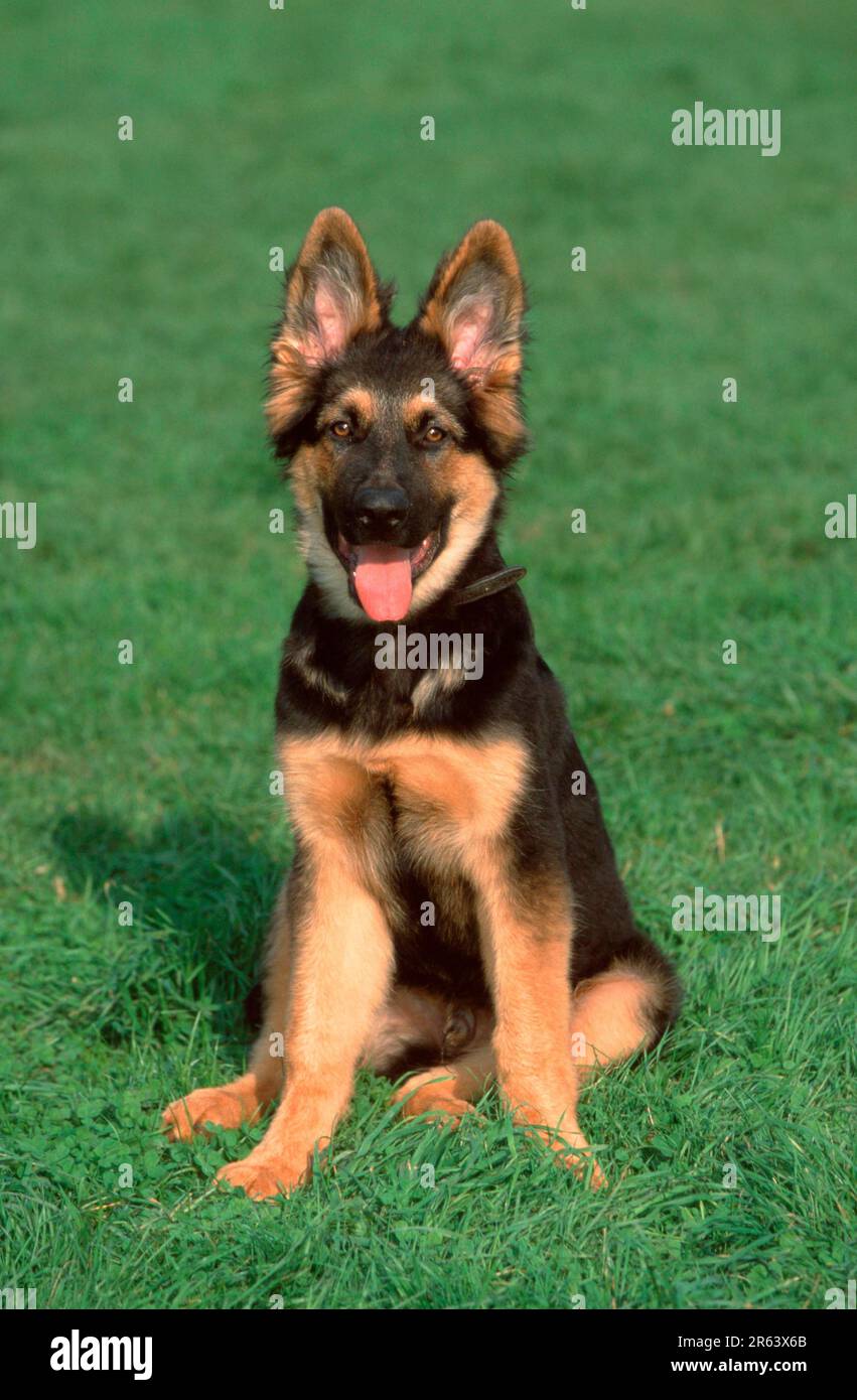 German shepherd, puppy, 4 months, Alsatian Stock Photo - Alamy