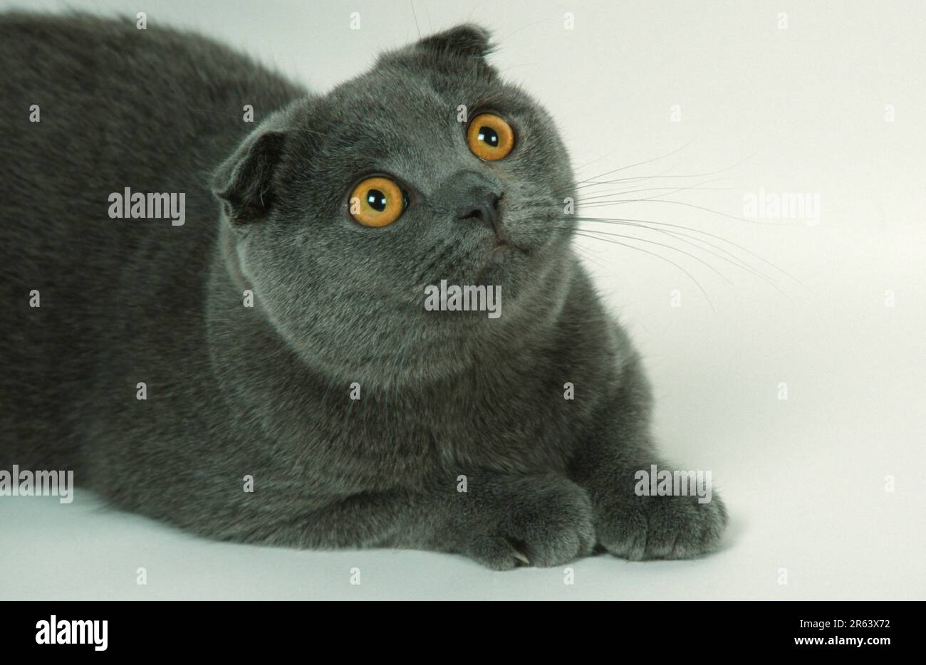 Scottish fold, blue Stock Photo - Alamy