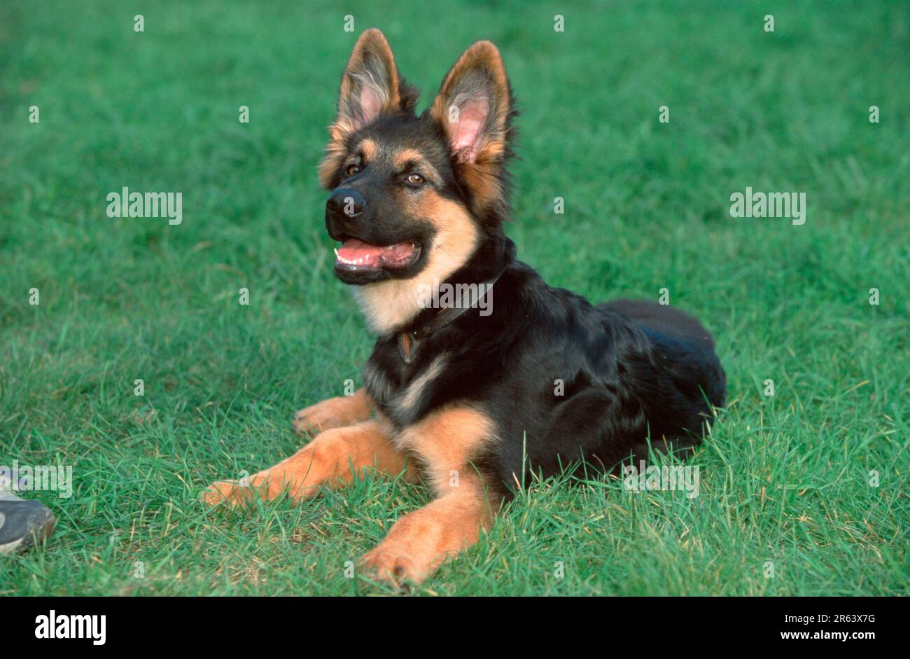 German shepherd dog puppy month hi-res stock photography and images - Alamy