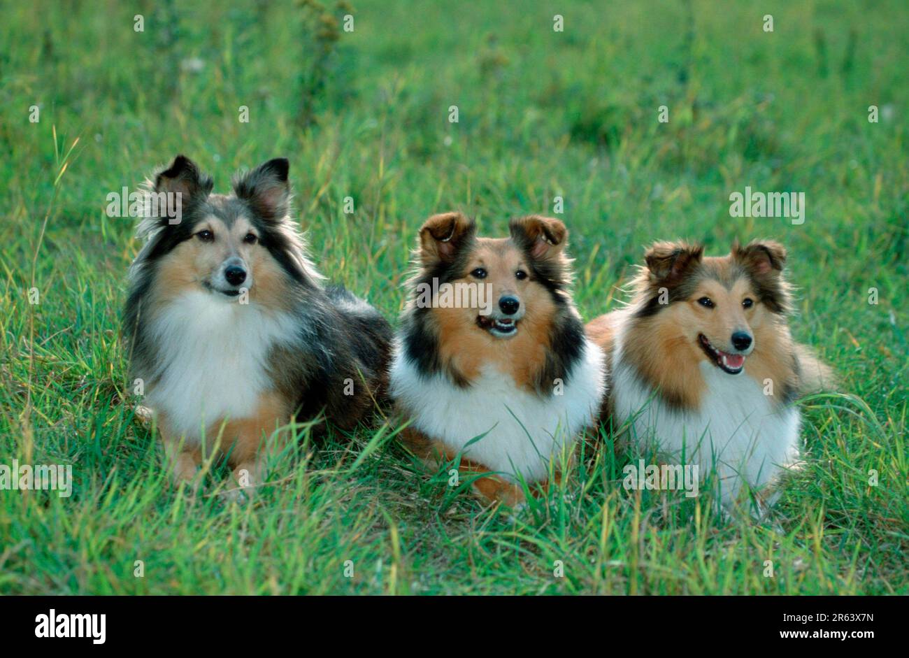 Shelties hi-res stock photography and images - Alamy