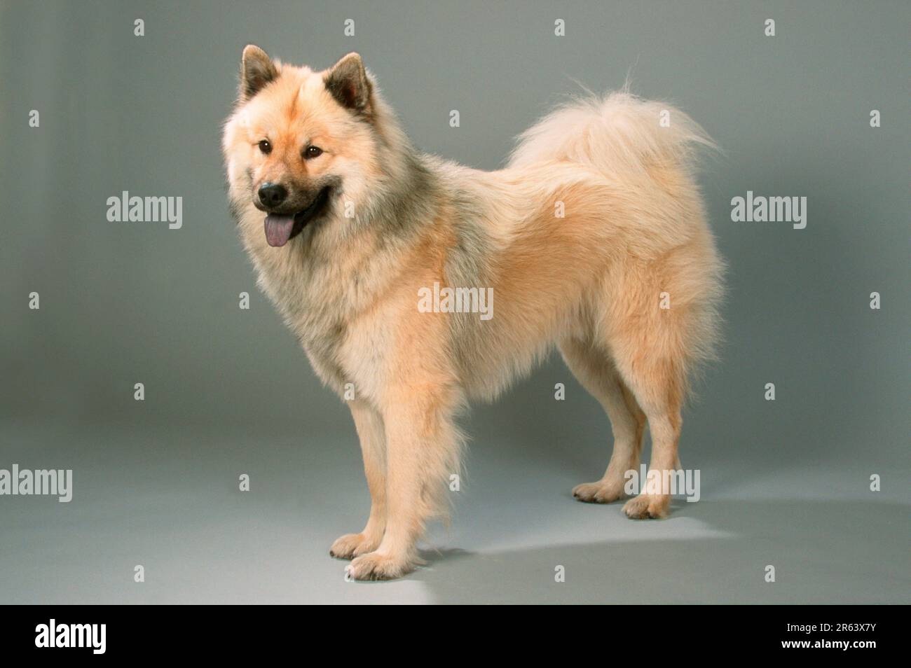 Falbengrau hi-res stock photography and images - Alamy