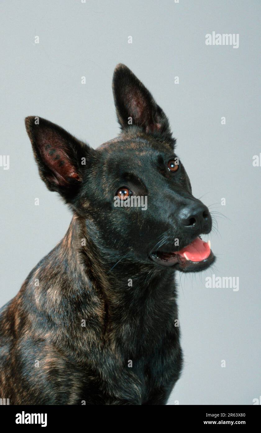 Dutch Shepherd, Hollandse Herder, Dutch Shepherd, indoor, studio Stock ...