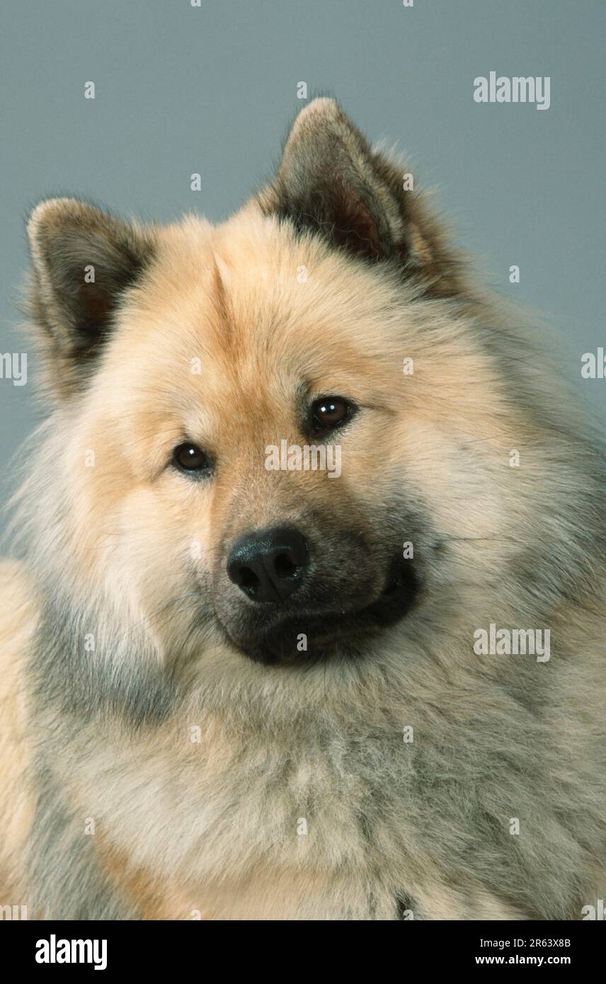 Falbengrau hi-res stock photography and images - Alamy