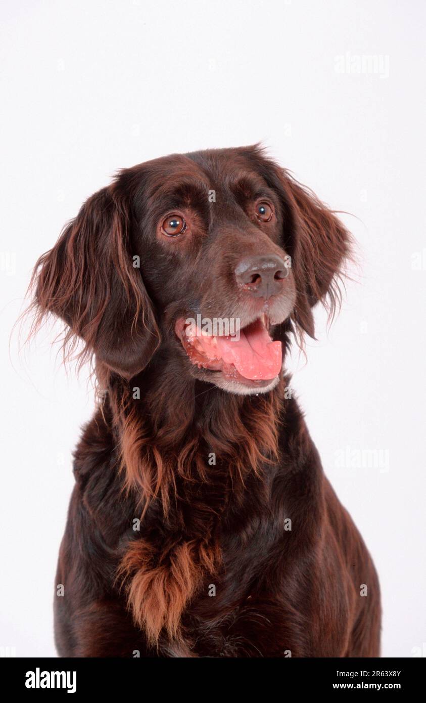 Longhaired head hi-res stock photography and images - Alamy