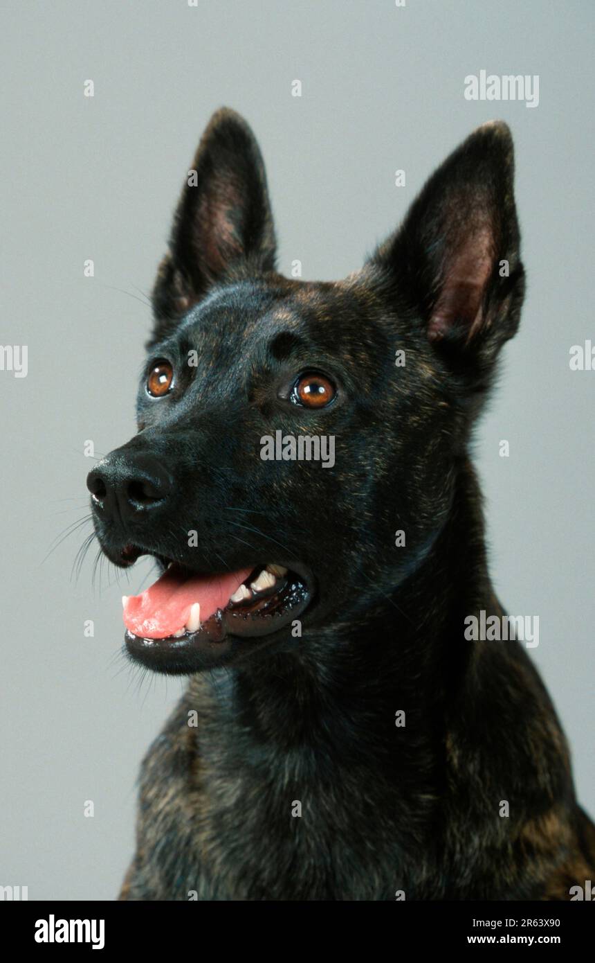 Dutch Shepherd, Hollandse Herder, Dutch Shepherd, indoor, studio Stock ...