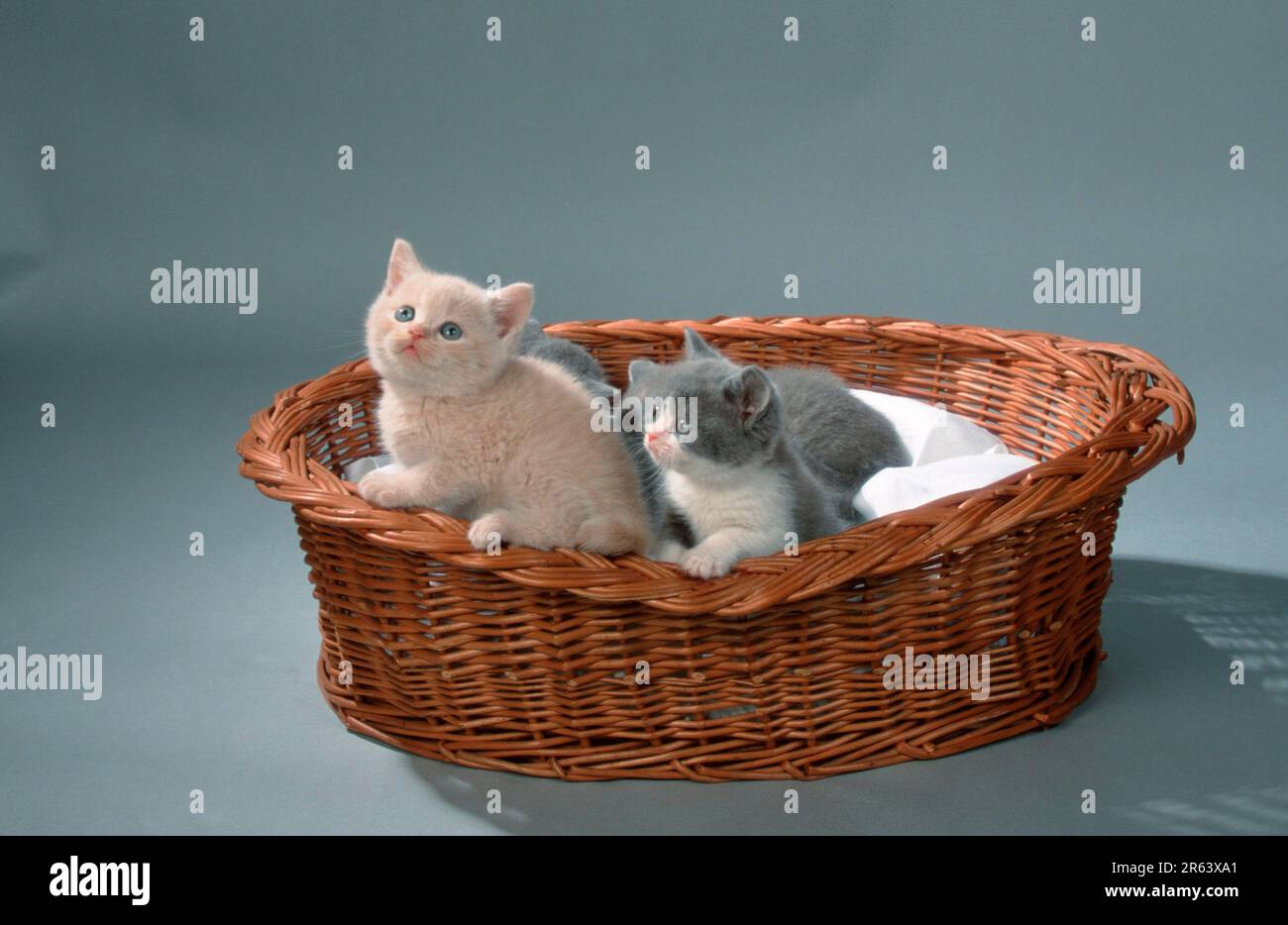 British Shorthair cats, kittens, 6 weeks, cream and blue-cream, litter ...