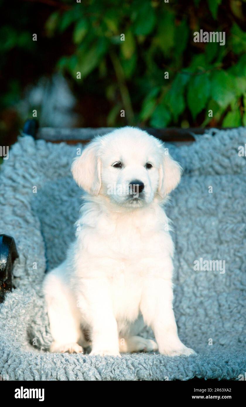 Golden Retriever, puppy, 8 weeks old, Puppy, 8 weeks old (mammals ...