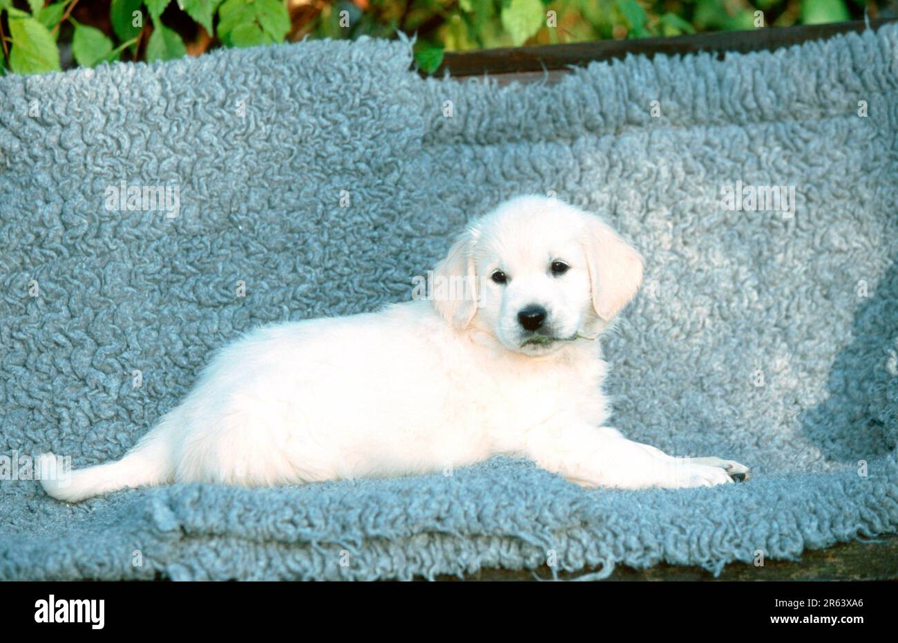 Golden Retriever, puppy, 8 weeks old, Puppy, 8 weeks old (mammals ...