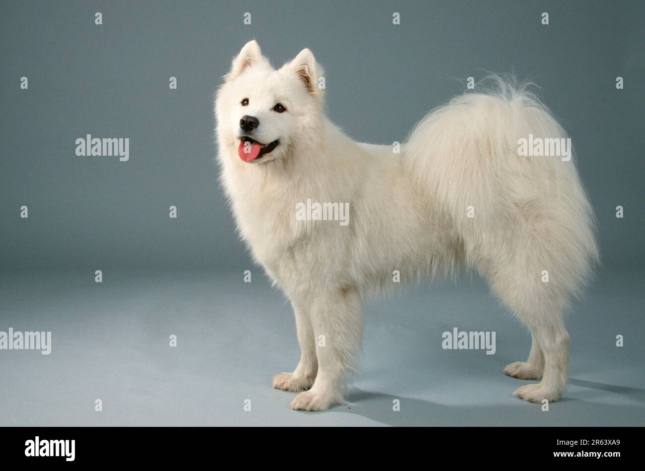 Dog studio side view tongue hi-res stock photography and images - Alamy