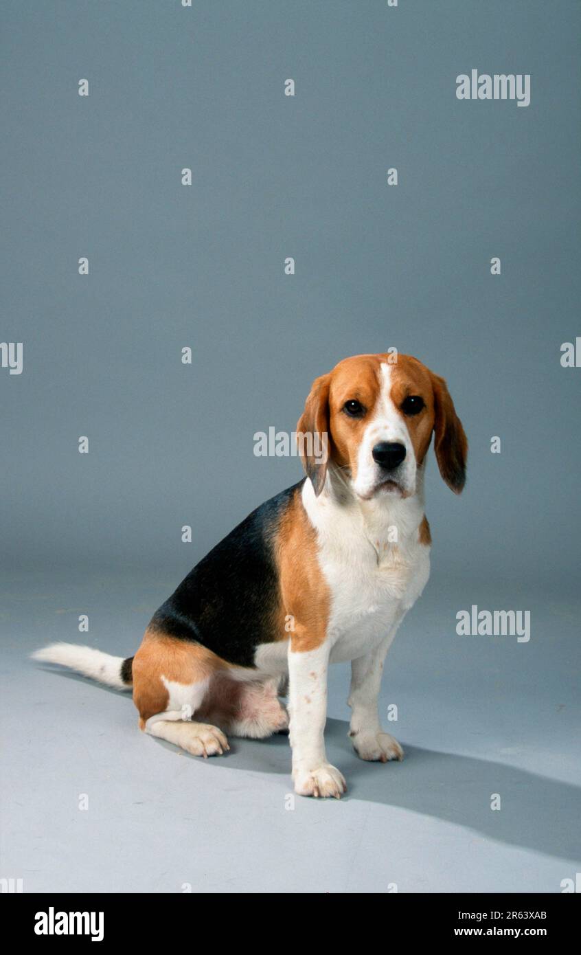 Beagle tricolour hi-res stock photography and images - Alamy