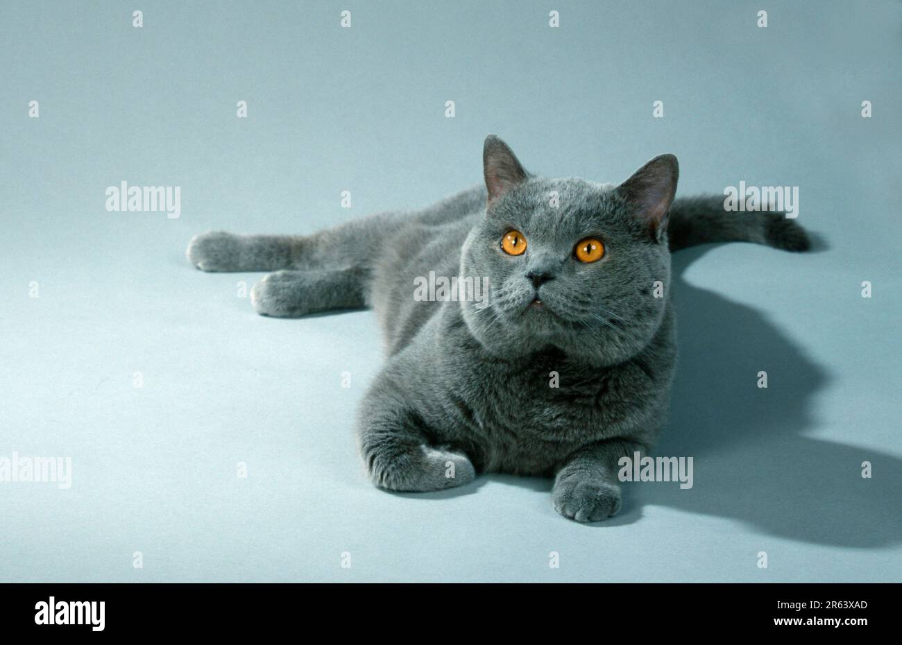 British Shorthair Cat, tomcat, blue, British Shorthair Cat, tomcat ...