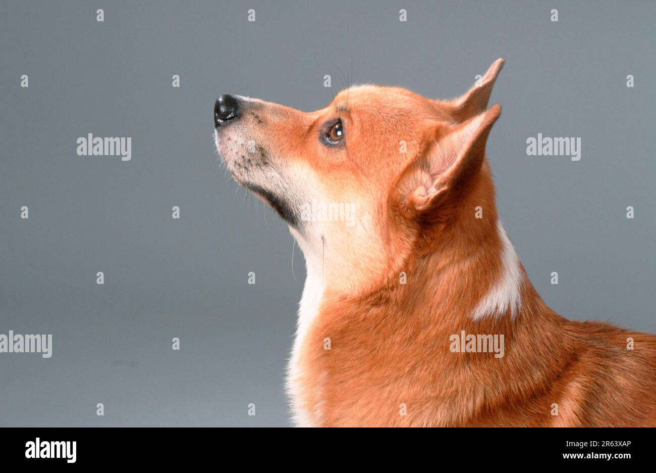Profile portrait welsh corgi hi-res stock photography and images - Alamy