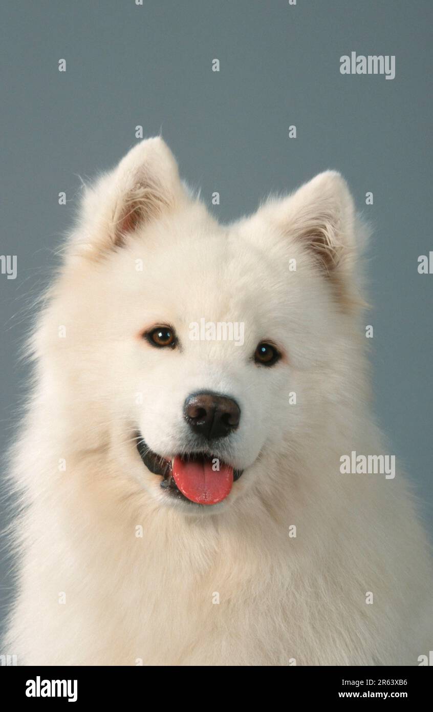 Samoyed head shot hi-res stock photography and images - Alamy