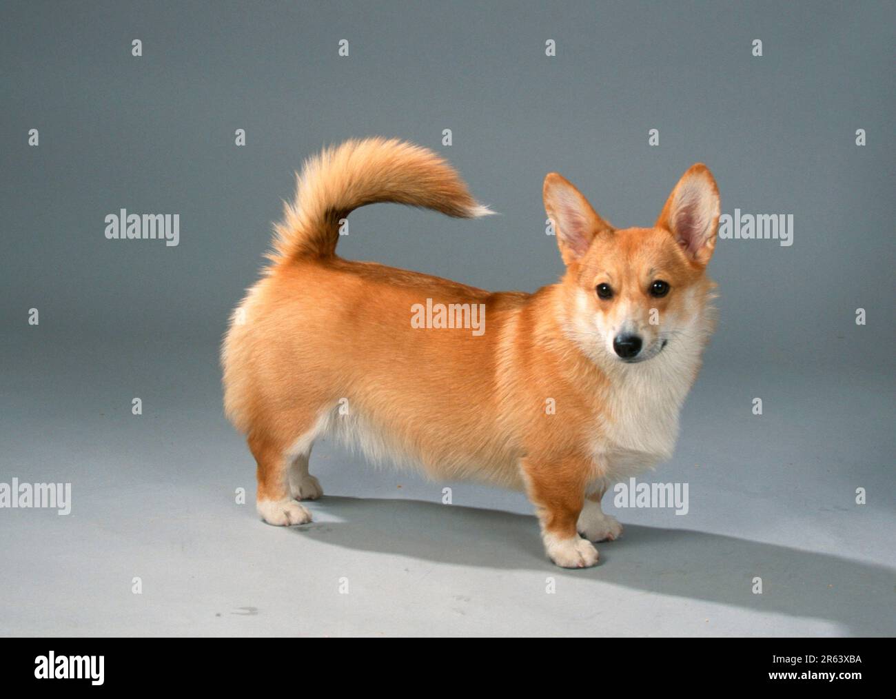 Welsh Corgi Pembroke, 6 months Stock Photo - Alamy