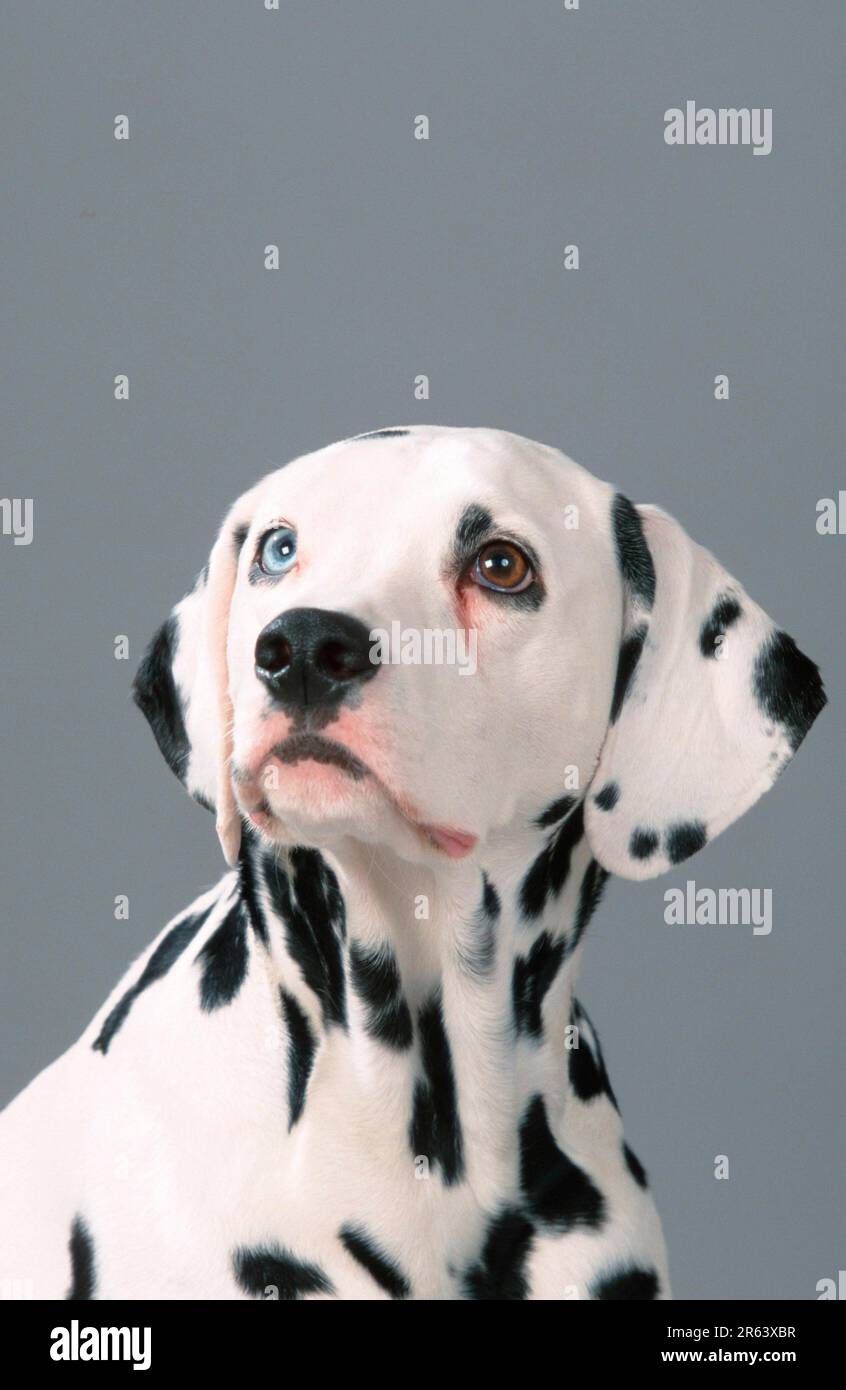Dalmatian, different coloured eyes, odd-eyed Stock Photo - Alamy