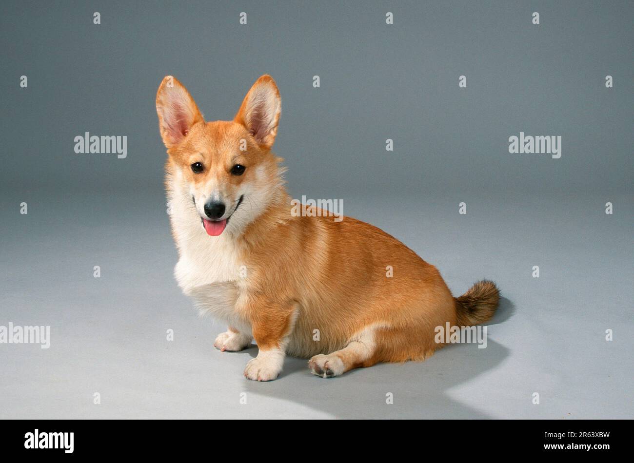 Corgi pembroke cardigan hi-res stock photography and images - Alamy