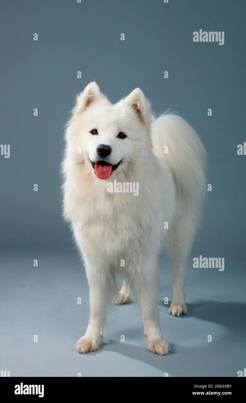 Samoyed front view hi-res stock photography and images - Alamy
