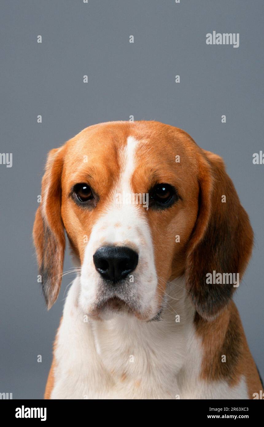 Beagle (mammals) (animals) (domestic dog) (pet) (pet) (inside) (studio ...