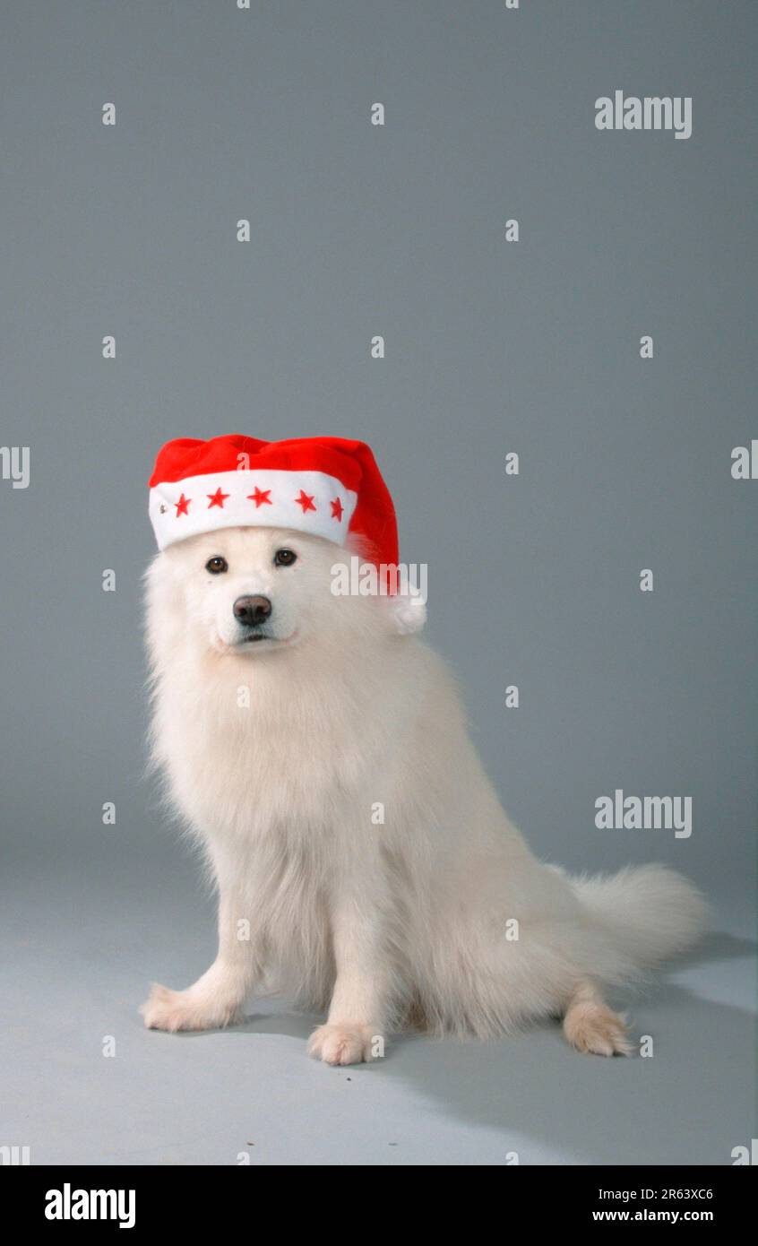 Samoyed with christmas cap hi-res stock photography and images - Alamy