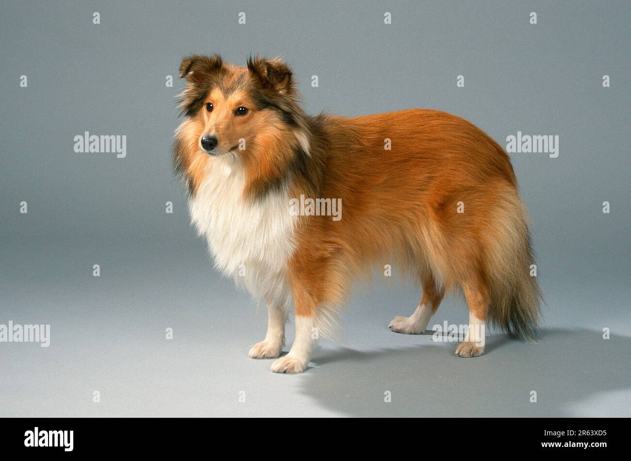 Adult sheltie hi-res stock photography and images - Alamy