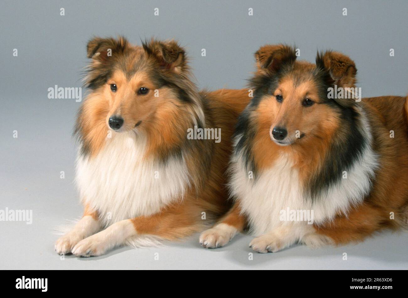 Shetland Sheepdogs, Couple, Sheltie Stock Photo - Alamy