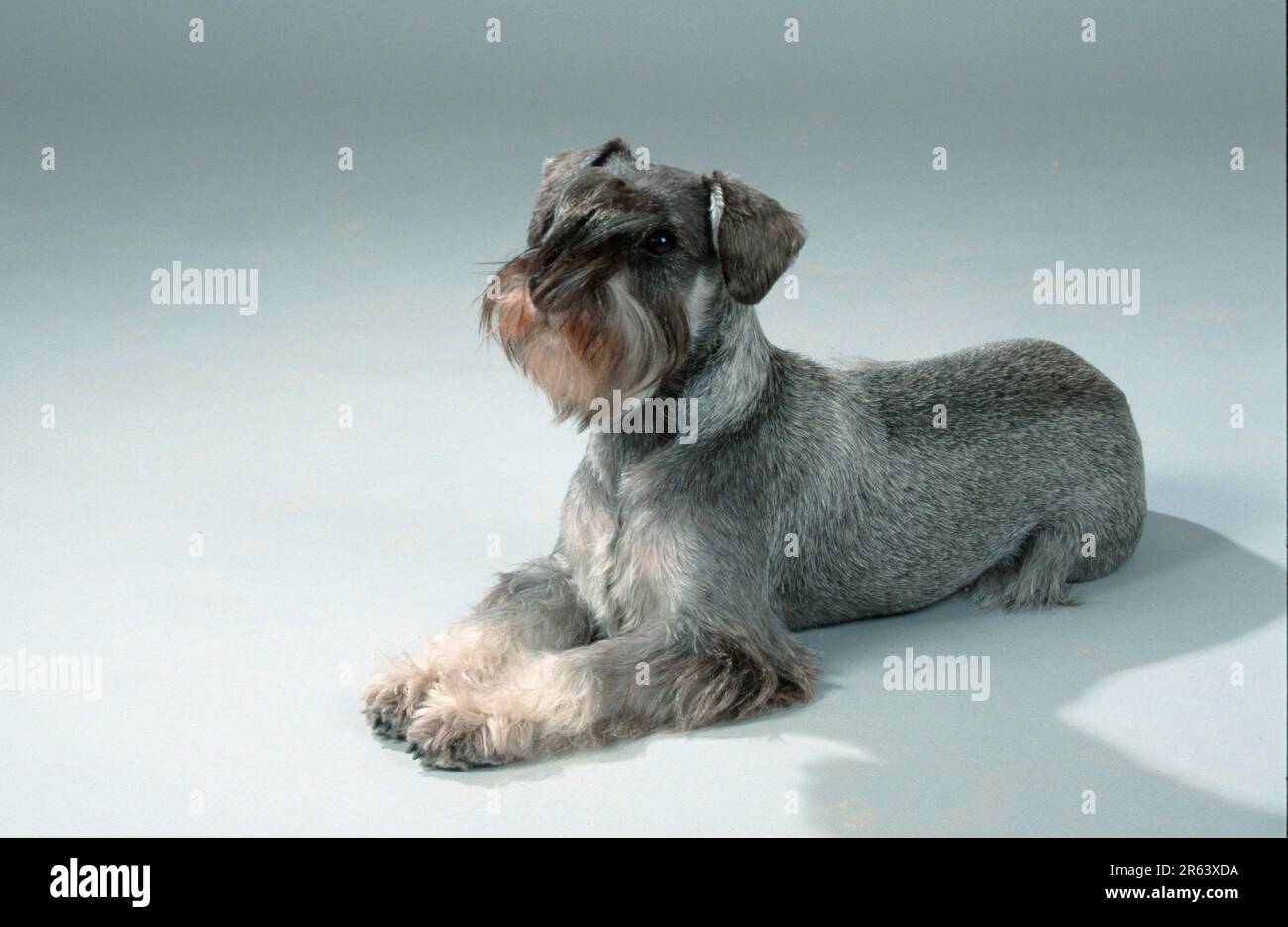 Side view miniature schnauzer hi-res stock photography and images - Alamy