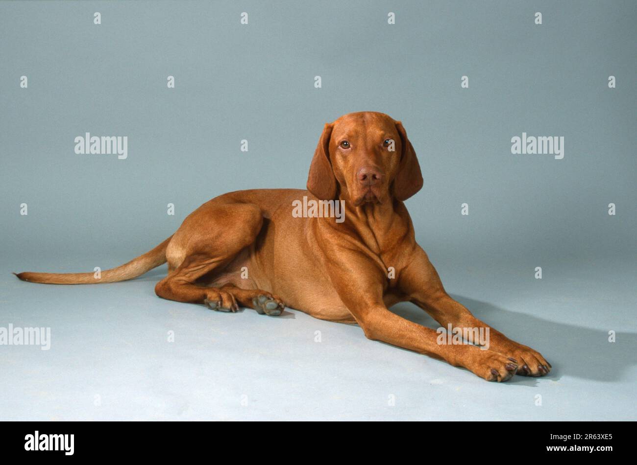 Magyar Vizsla, Shorthaired Hungarian Pointing Dog Stock Photo - Alamy
