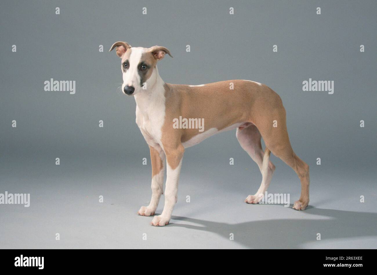 Whippet side view hi-res stock photography and images - Alamy