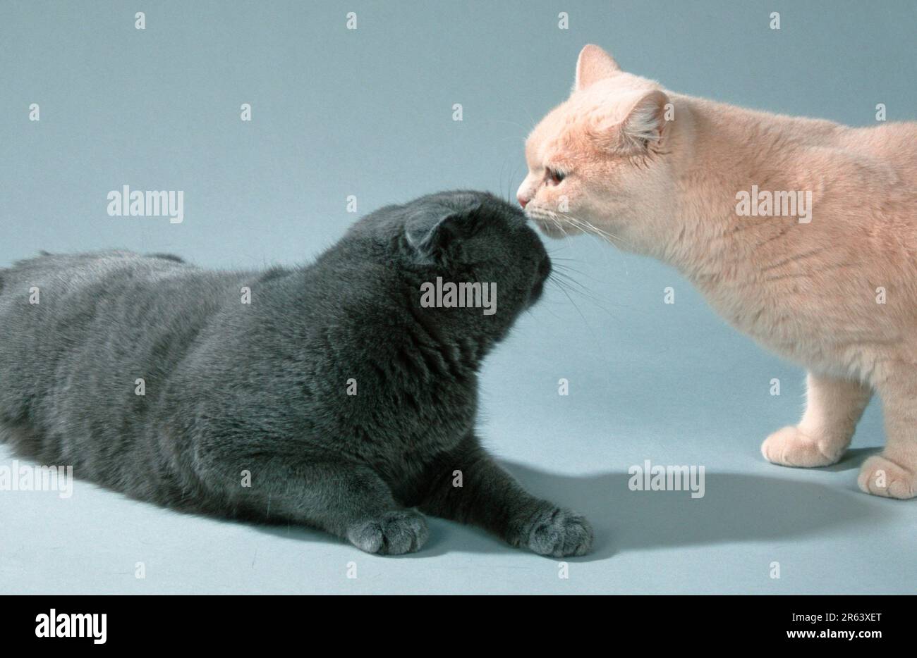 Scottish Fold and British Shorthair Cat Stock Photo - Alamy