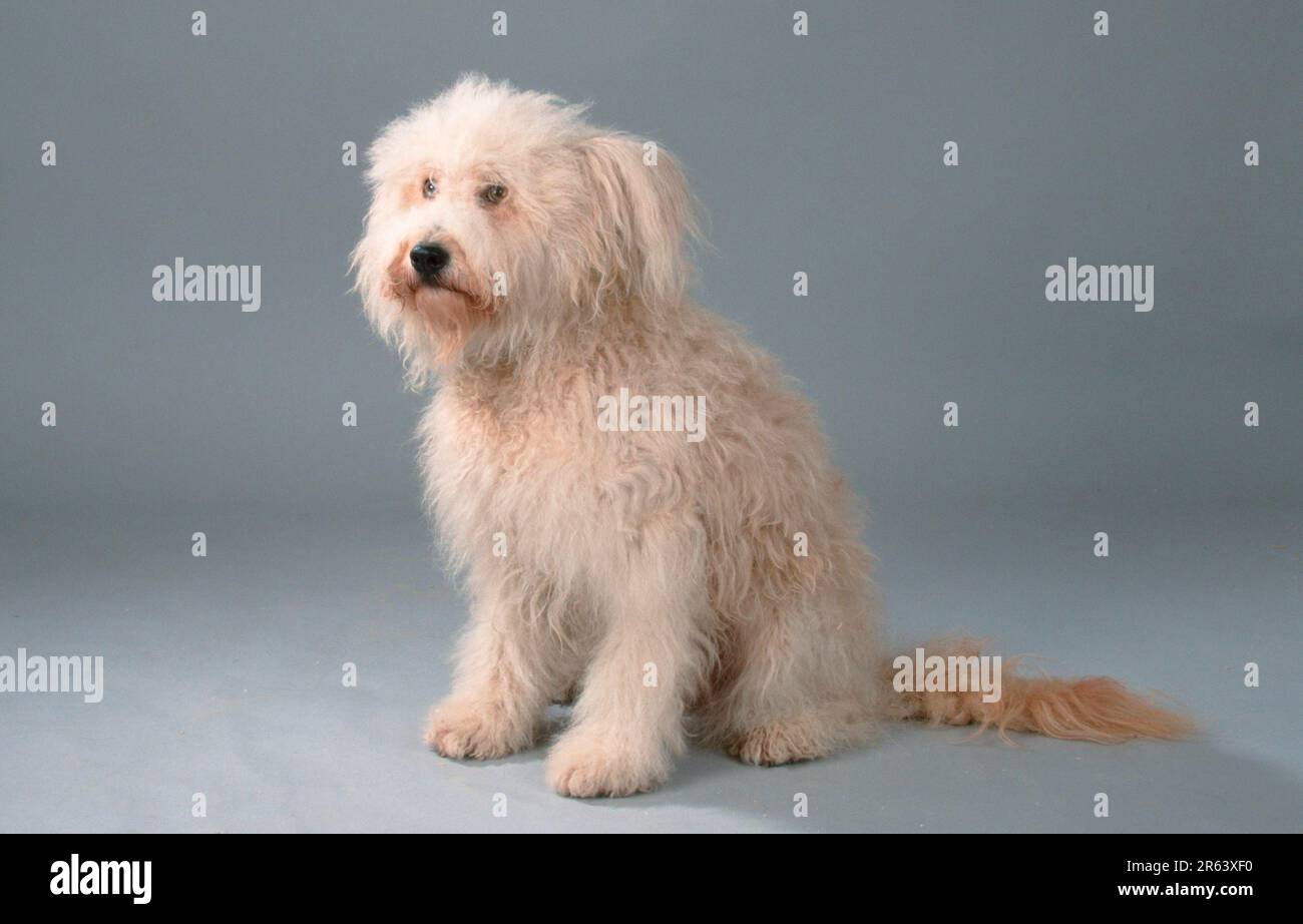 Old German Shepherd Dog, Sheep Poodle Stock Photo - Alamy