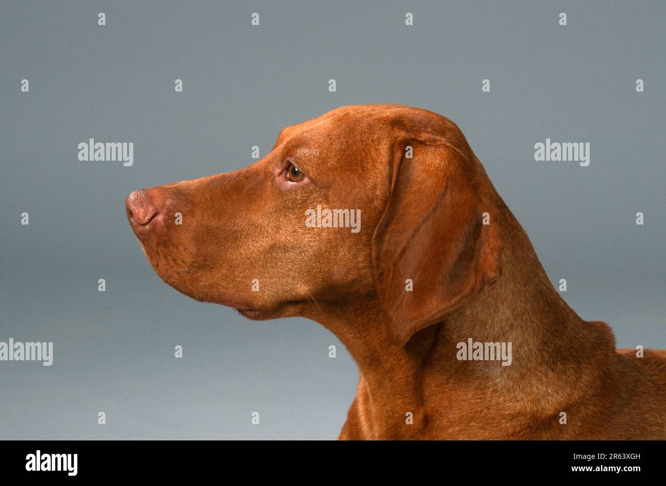 Hungarian Pointer, Magyar Vizsla, Shorthaired Hungarian Pointer ...