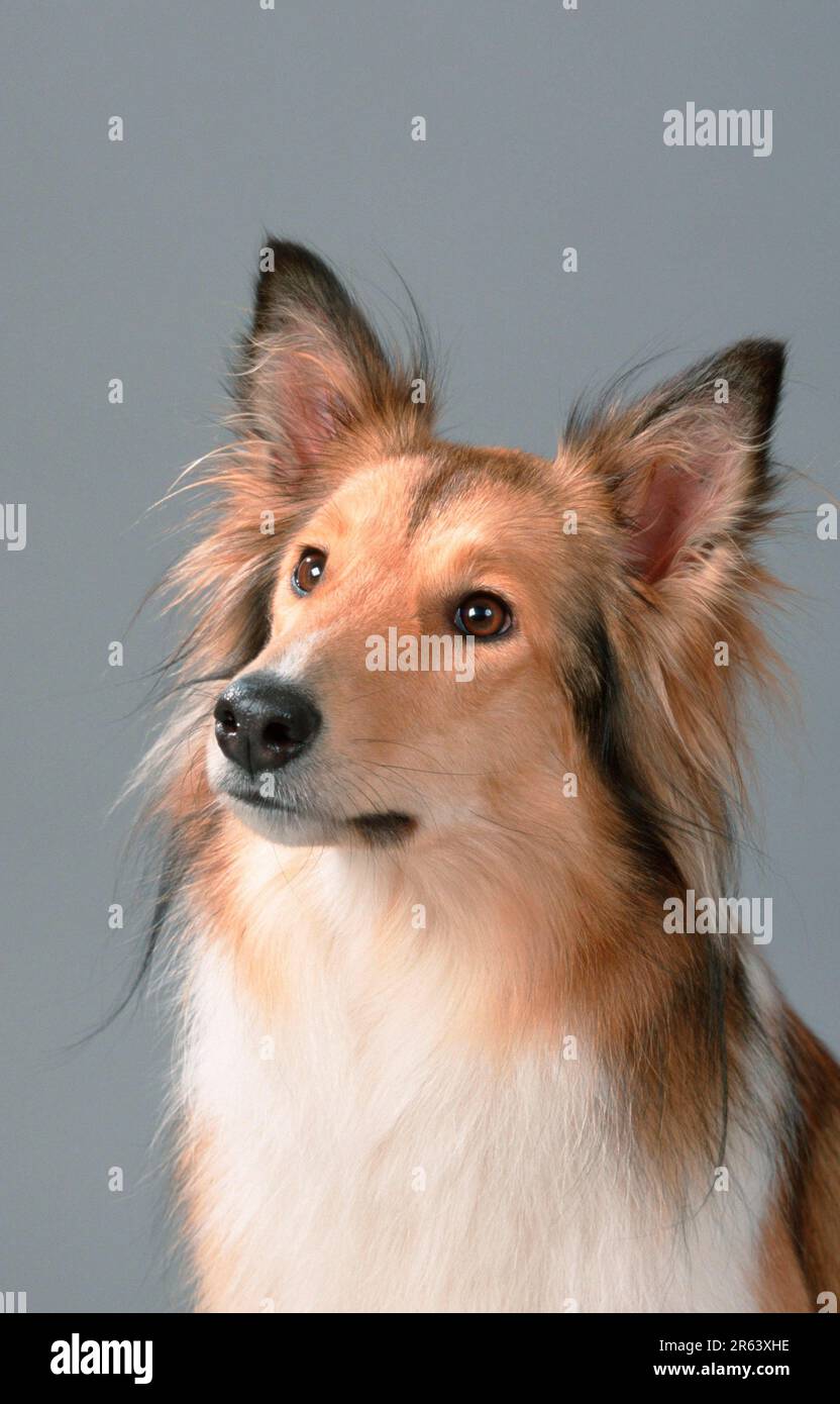Collie, Scottish Sheepdog (sheepdog) (mammals) (mammals) (animals ...