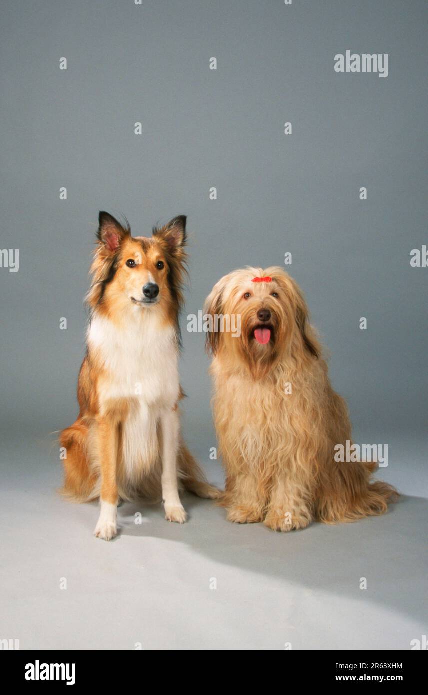 Rough Collie Golden Retriever Mix