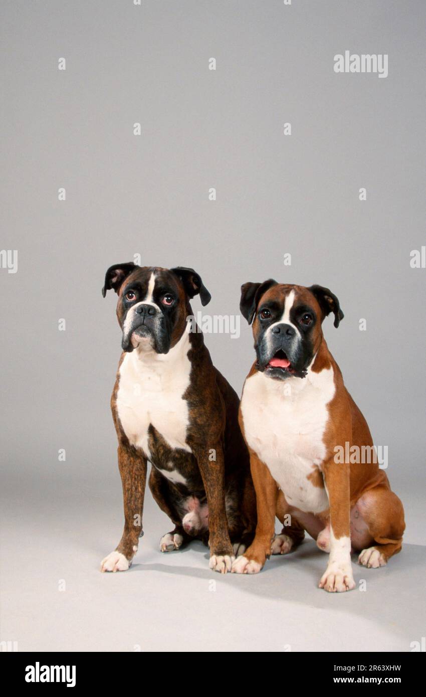 German Boxer, yellow and gold tabby Stock Photo - Alamy